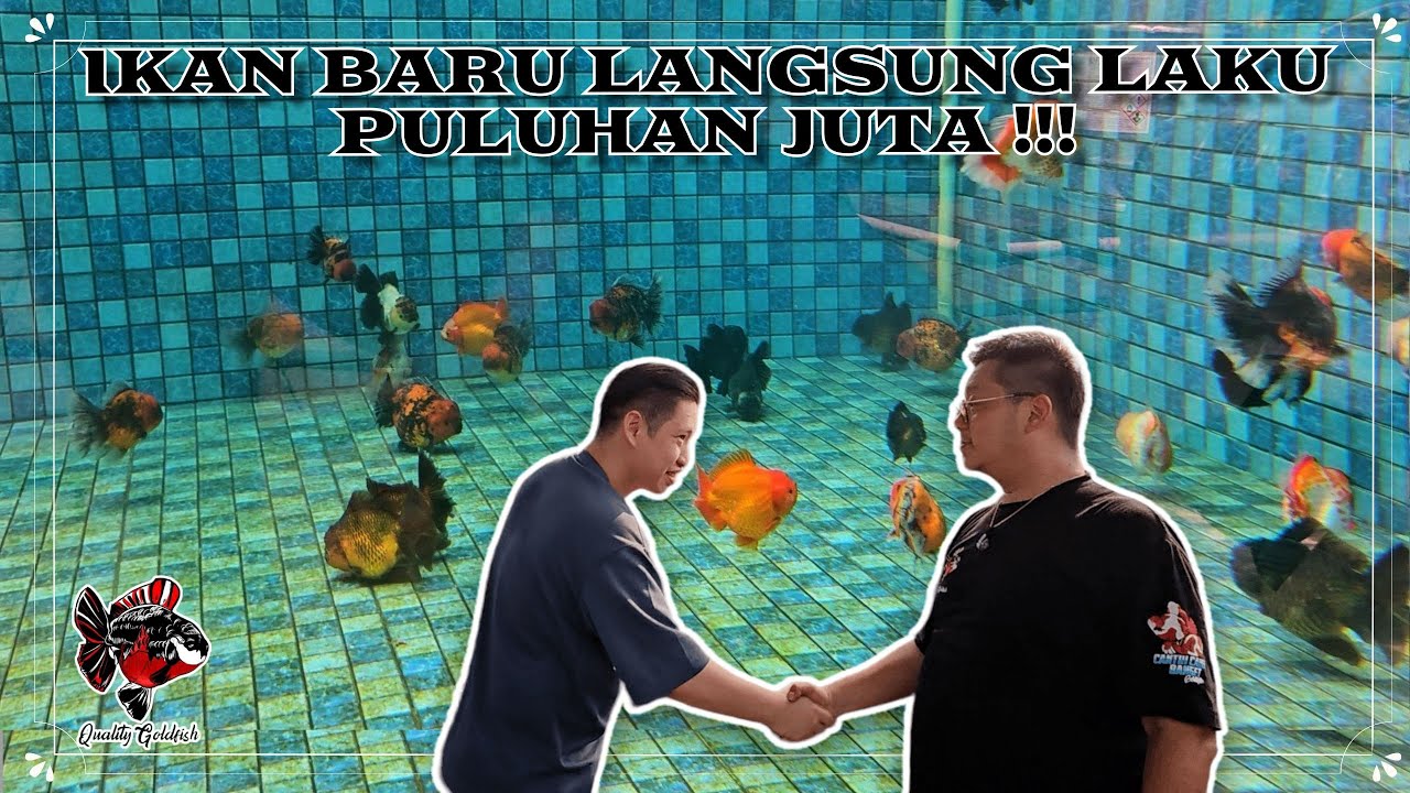 LUAR BIASA !!! IKAN BARU LANGSUNG LAKU PULUHAN JUTA !!! - YouTube