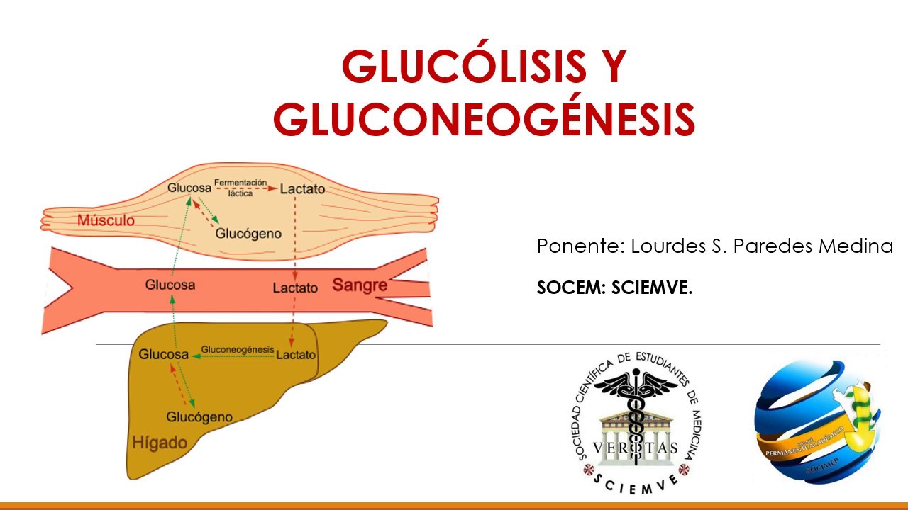 GLUCÓLISIS Y GLUCONEOGÉNESIS .- SCIEMVE - YouTube