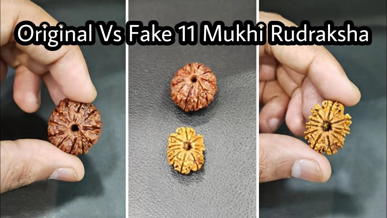 Original Vs Fake 11 Mukhi Nepal Rudraksha | Nepali 11 Mukhi Rudraksh ...