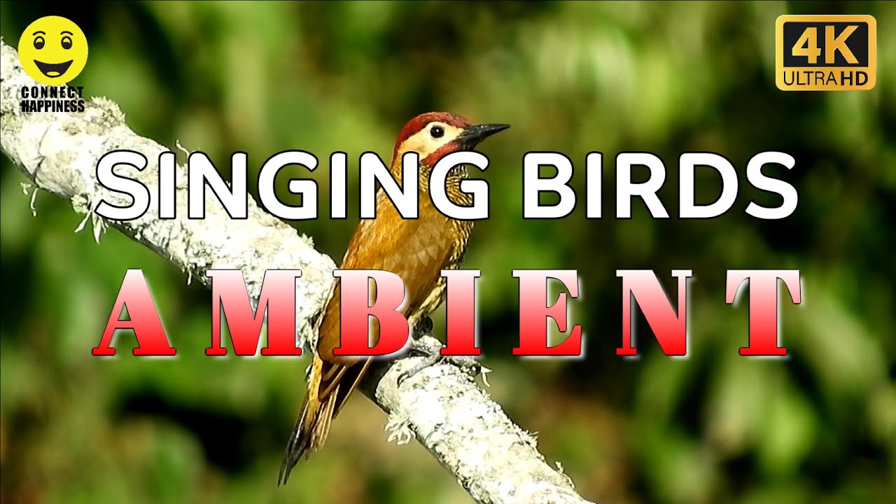 30 Minutes Birds Songs | Beautiful Relaxing Music | Calm Ambient Music ...