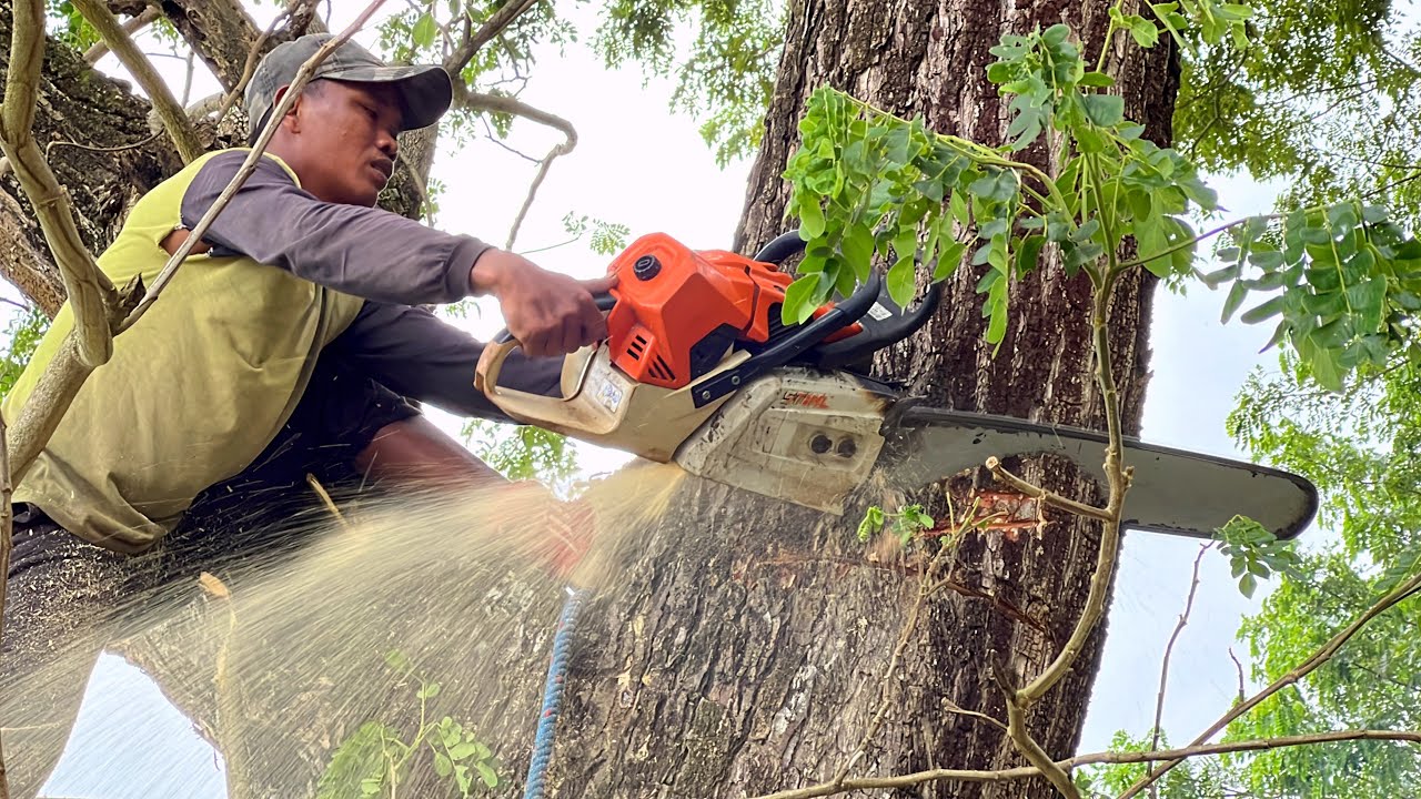 At first it was difficult, then it got harder !! Cut 3 trees in one ...