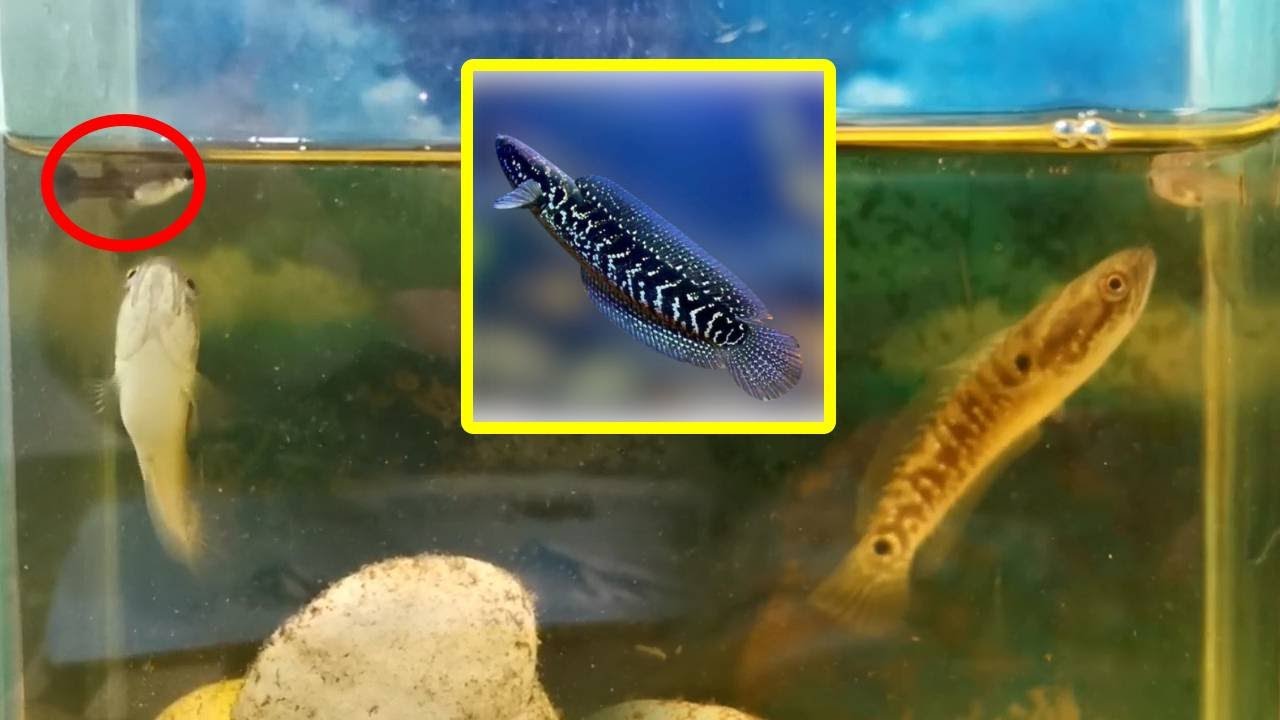 Small boy Channa asiatica ws try eat small guppy food - YouTube