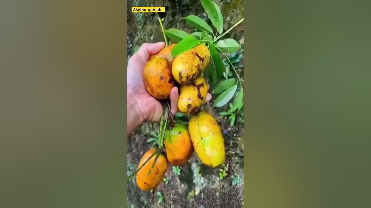 Akebia quinata #fruit - YouTube