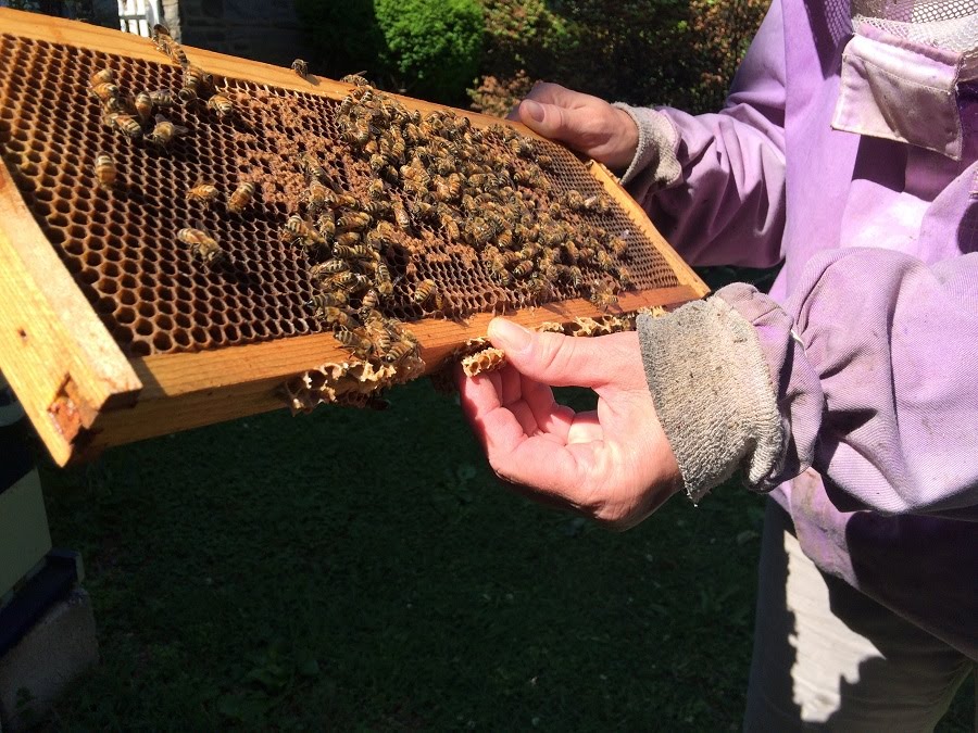 Why urban beekeeping is a rising trend in major cities - YouTube