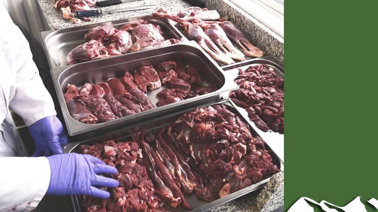 Skinning and butchering a deer, start to finish, with John Griffin ...