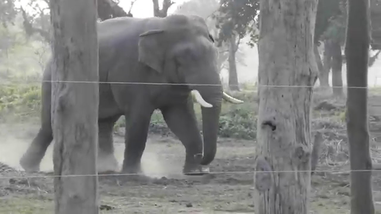 Renaldo, dominant wild bull elephant in Chitwan National Park, Nepal ...