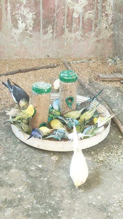 Seeds feeding time - YouTube