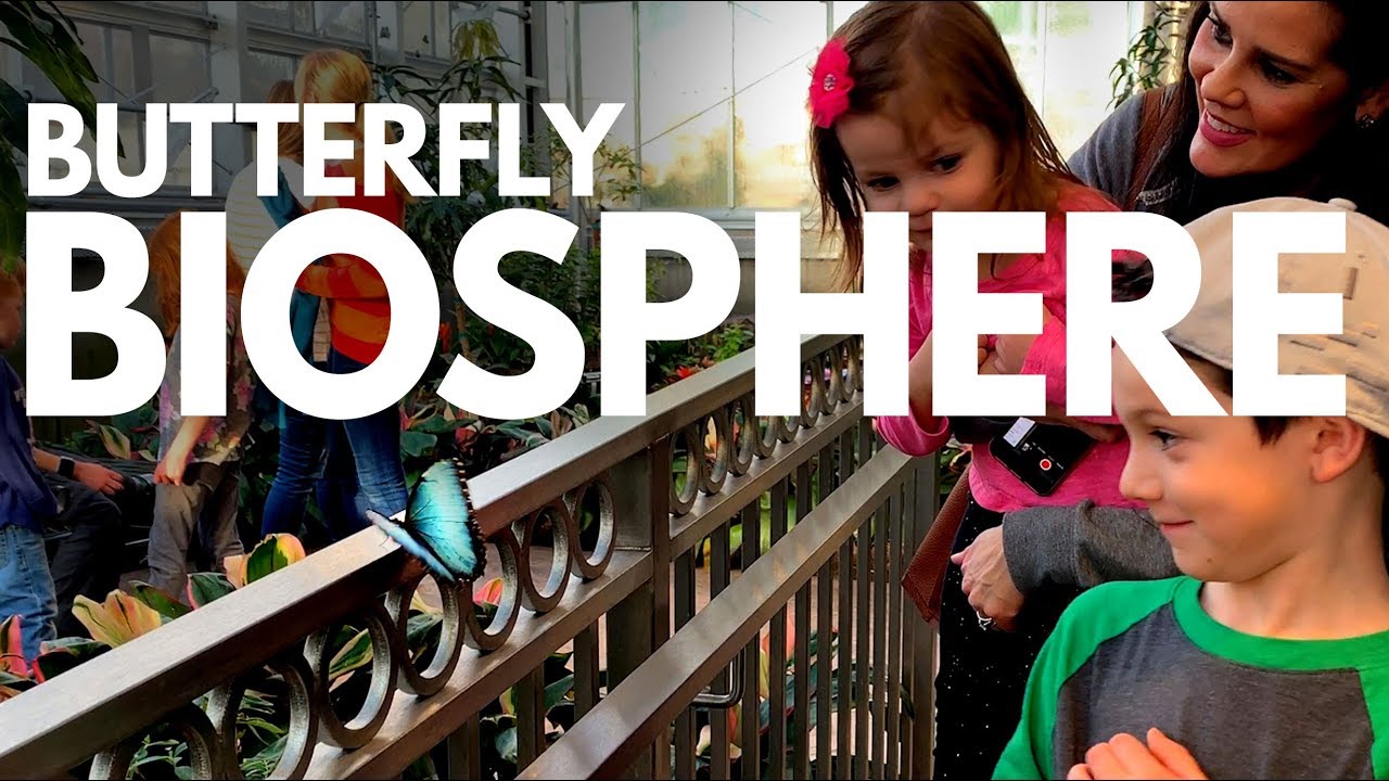 What's At The New Butterfly Biosphere? - Thanksgiving Point - YouTube