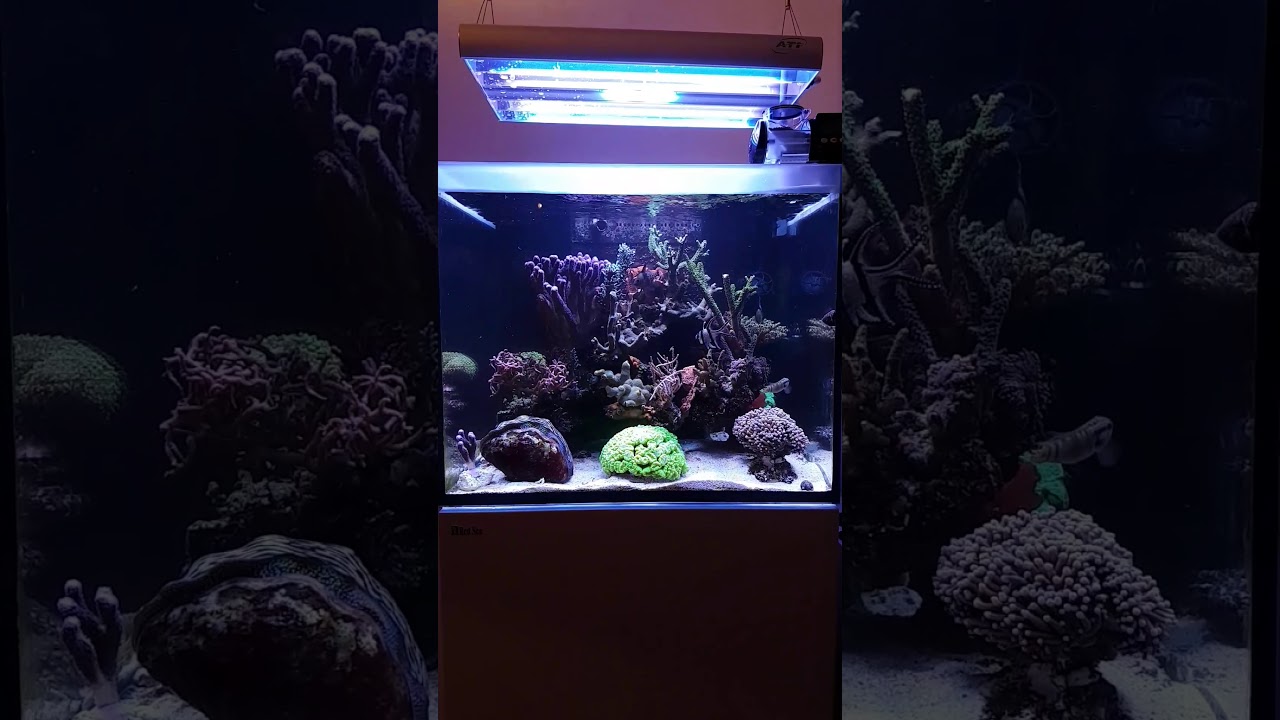 Red Sea Reefer 170 - YouTube