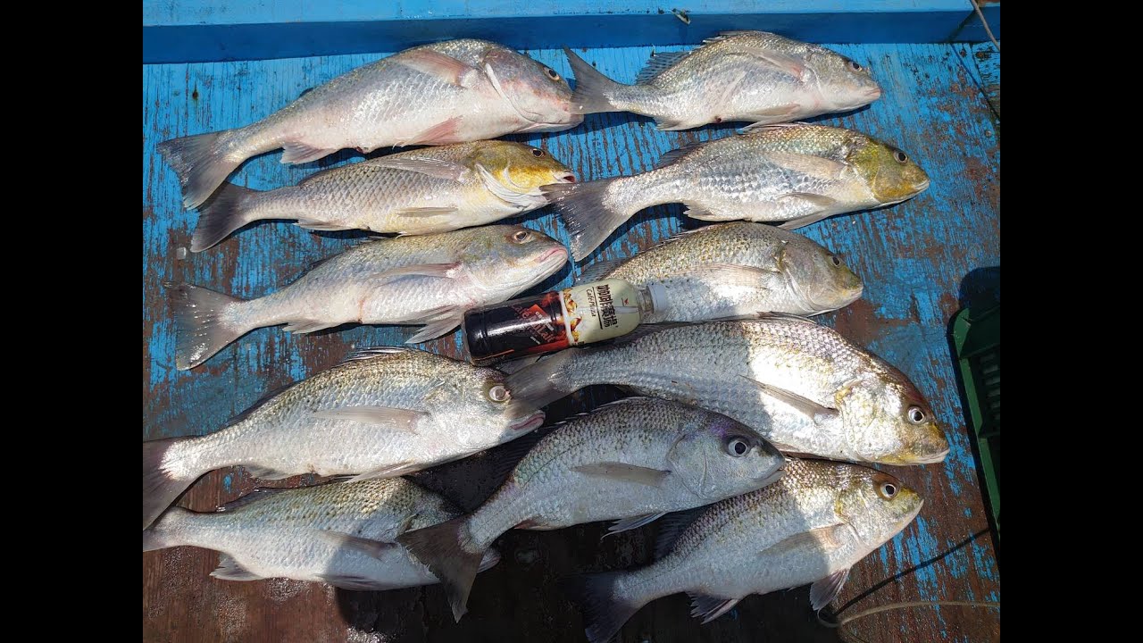 一日撈魚小幫手，incredible Silver grunt!! - YouTube