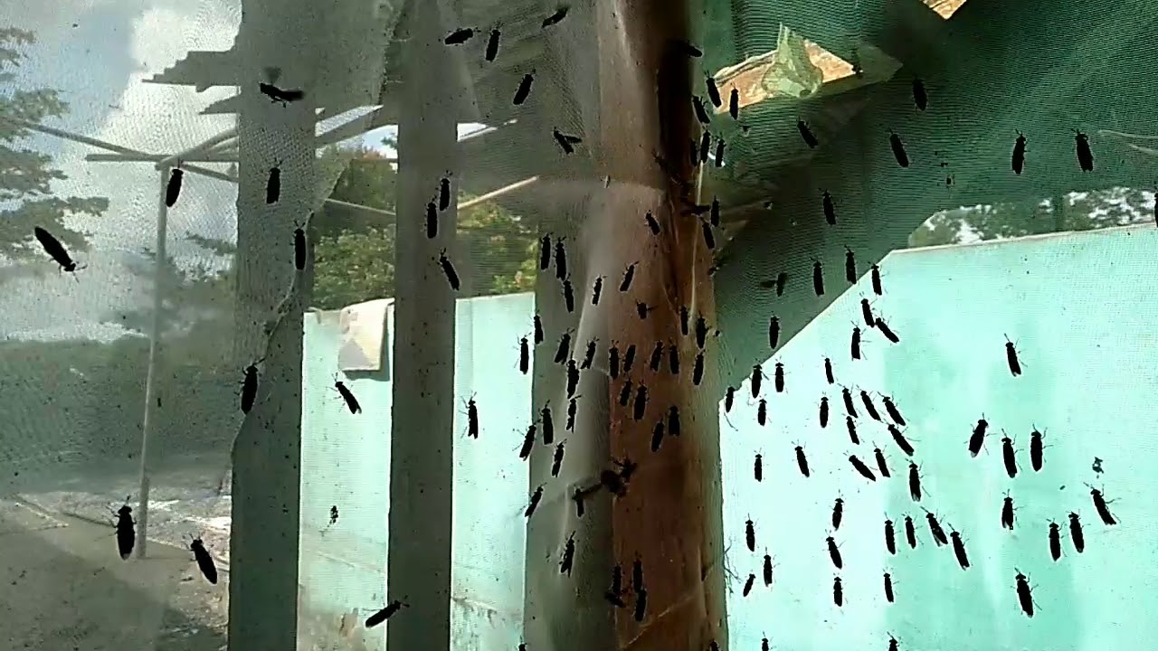 #tutorial Budidaya #Magot Lalat BEF/Lalat Hitam "KSM Brayan" - YouTube