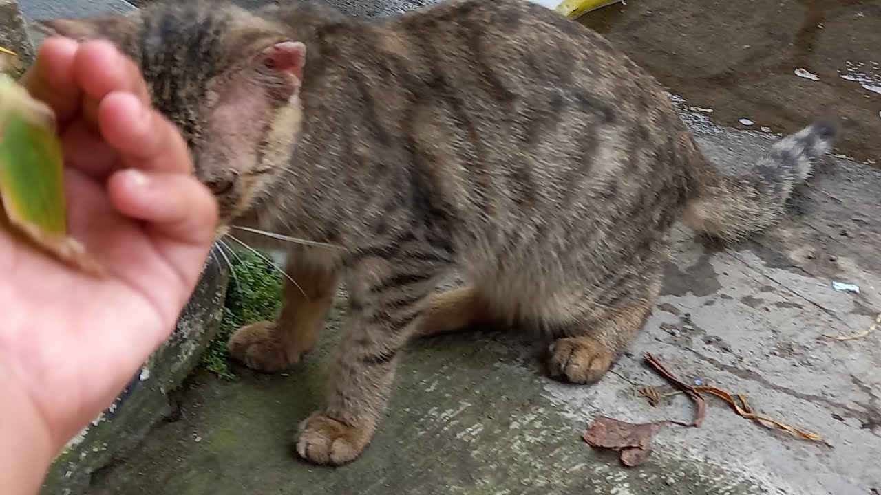 kucing brown dan orange - YouTube