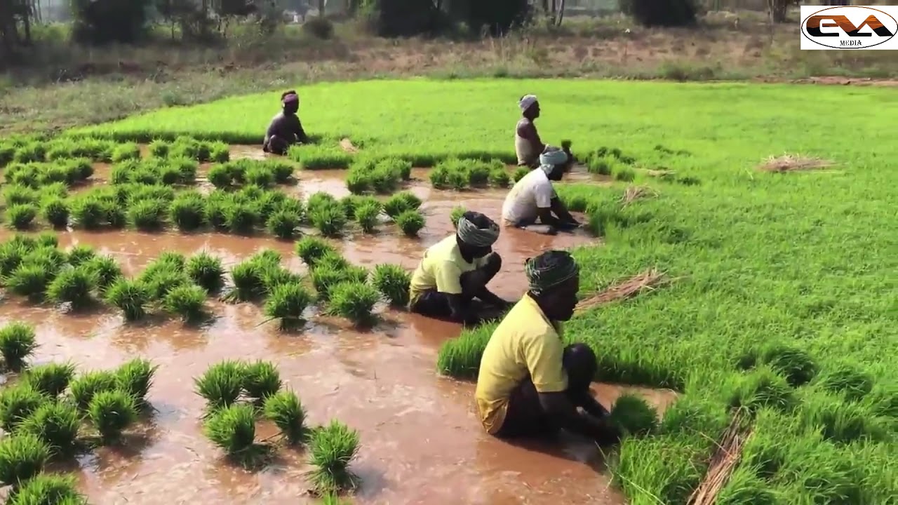 How Rice is Made Step by Step Growing Rice Farming India - YouTube