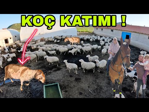 KOYUNLARA KOÇ KATIMI~BABAMIN ARABAYA FARKLI BAKIŞI~KÖY HANIMLARI PİKNİK YAPARSA