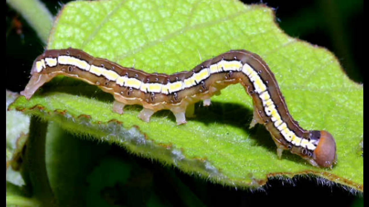 Fantastic And Bizarre Caterpillar Facts Free-Floating Guts & Soft ...