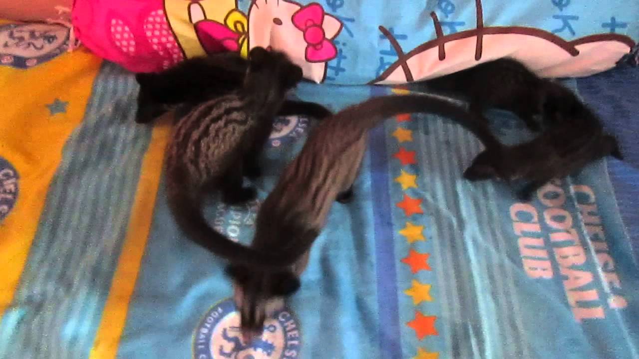 Baby musang pandan - baby Asian Palm Civet - YouTube