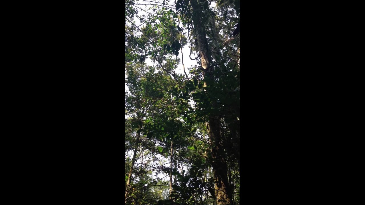 Lemur cry in the forest - YouTube