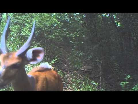 Bushbuck in the Issa Valley, Ugalla, western Tanzania - YouTube