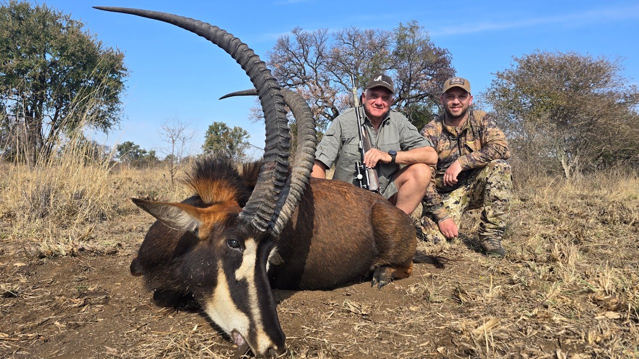Sable Antelope hunt with Tsala Hunting Safaris - South Africa - YouTube