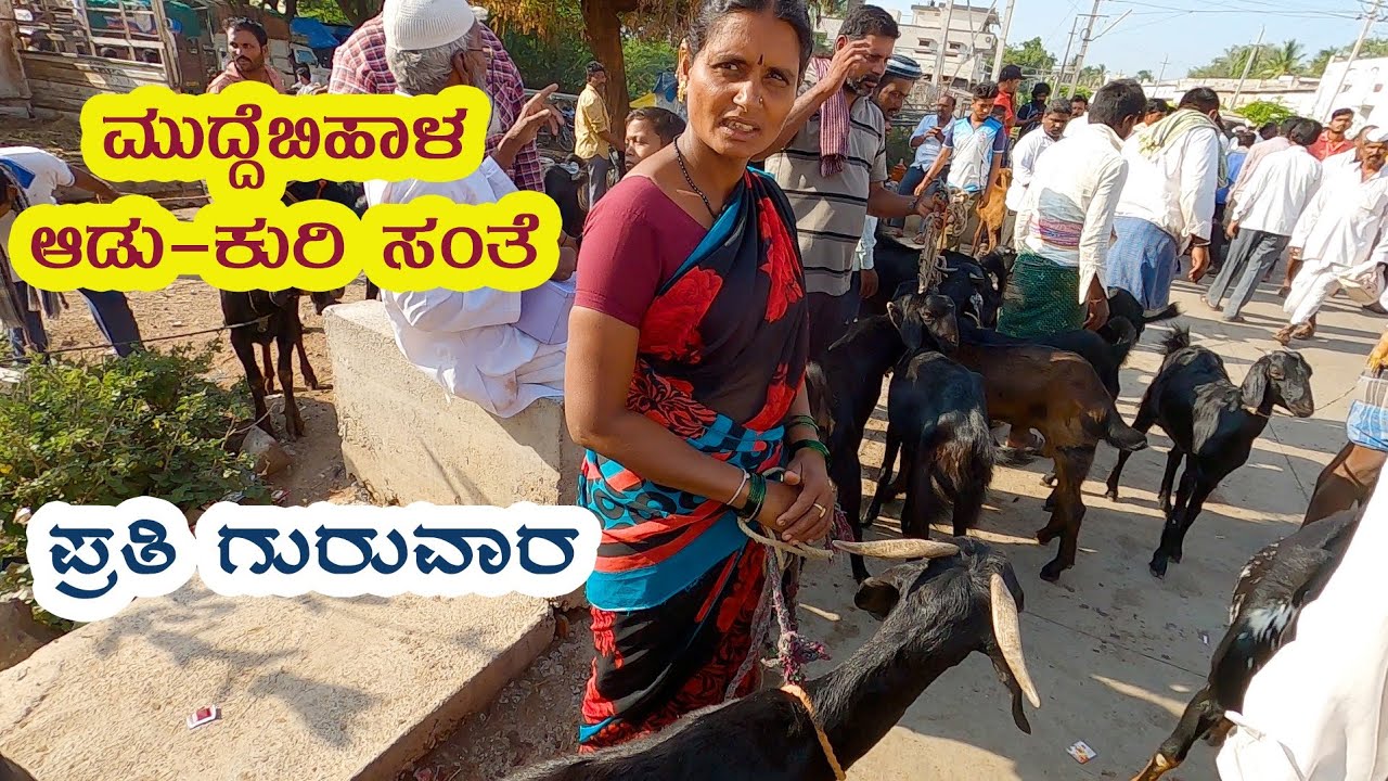 Muddebihal sheep and goats market 2023 - YouTube