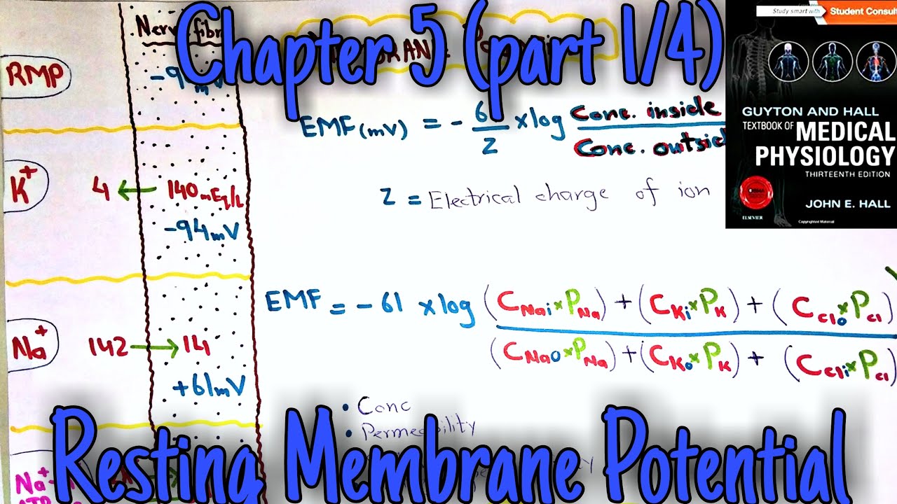 Resting membrane potential - chapter 5 (part 1/4) - Guyton and hall ...