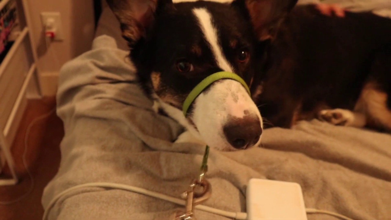 A DAY IN THE LIFE OF AN AUGGIE (AUSTRALIAN SHEPHERD X CORGI MIX) - YouTube