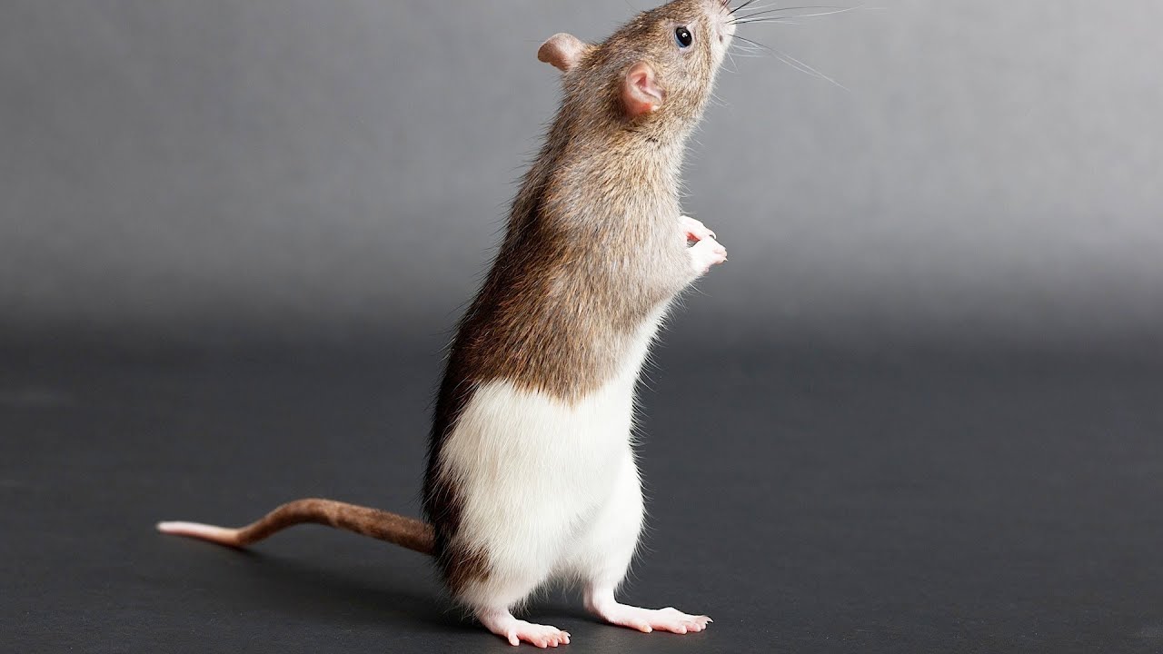 How to Show a Rat | Pet Rats - YouTube