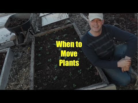 How and When to Re-position Plants - YouTube