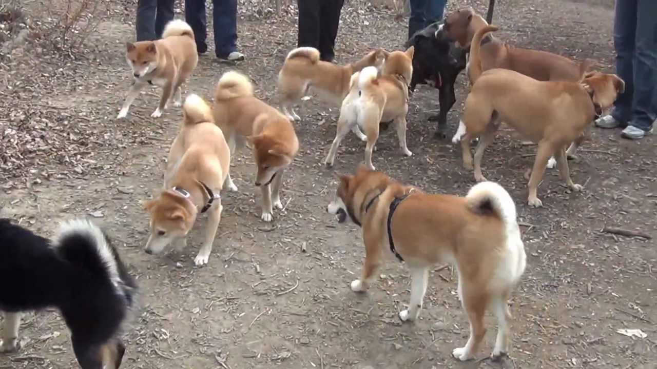 Pack of Shiba inus - YouTube