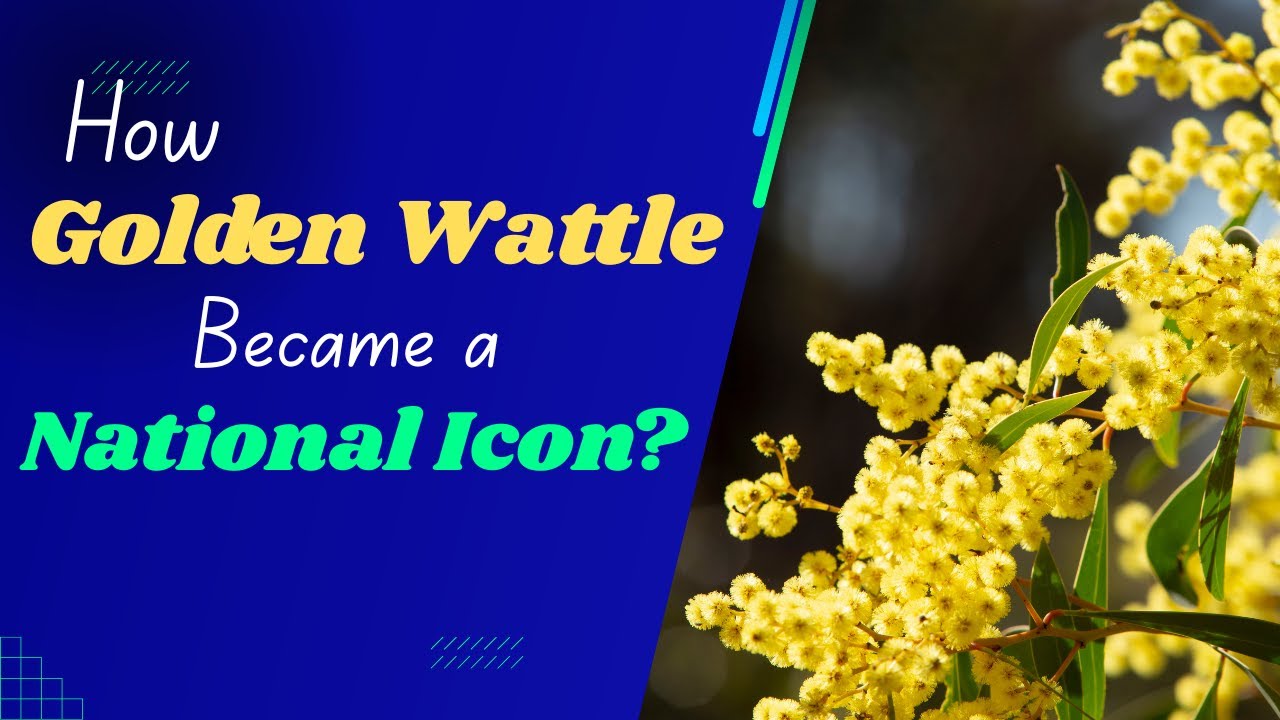Golden Wattle:How a Simple Flower Became a National Icon? A Symbol of ...