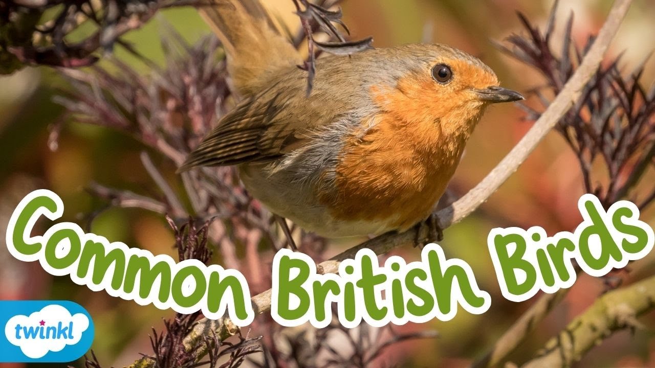 What Are the Common Birds in the UK? | All About British Birds for Kids ...