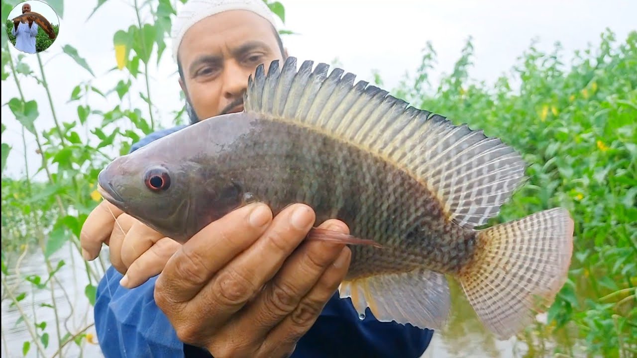 तलाफिया तल्फी का शिकार \\ bak tu bak talfiya fishing \\ fish hunting ...