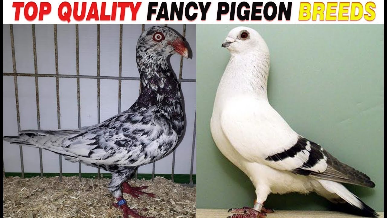Gorgeous & Colorful Fancy Pigeon Fair #7 - YouTube