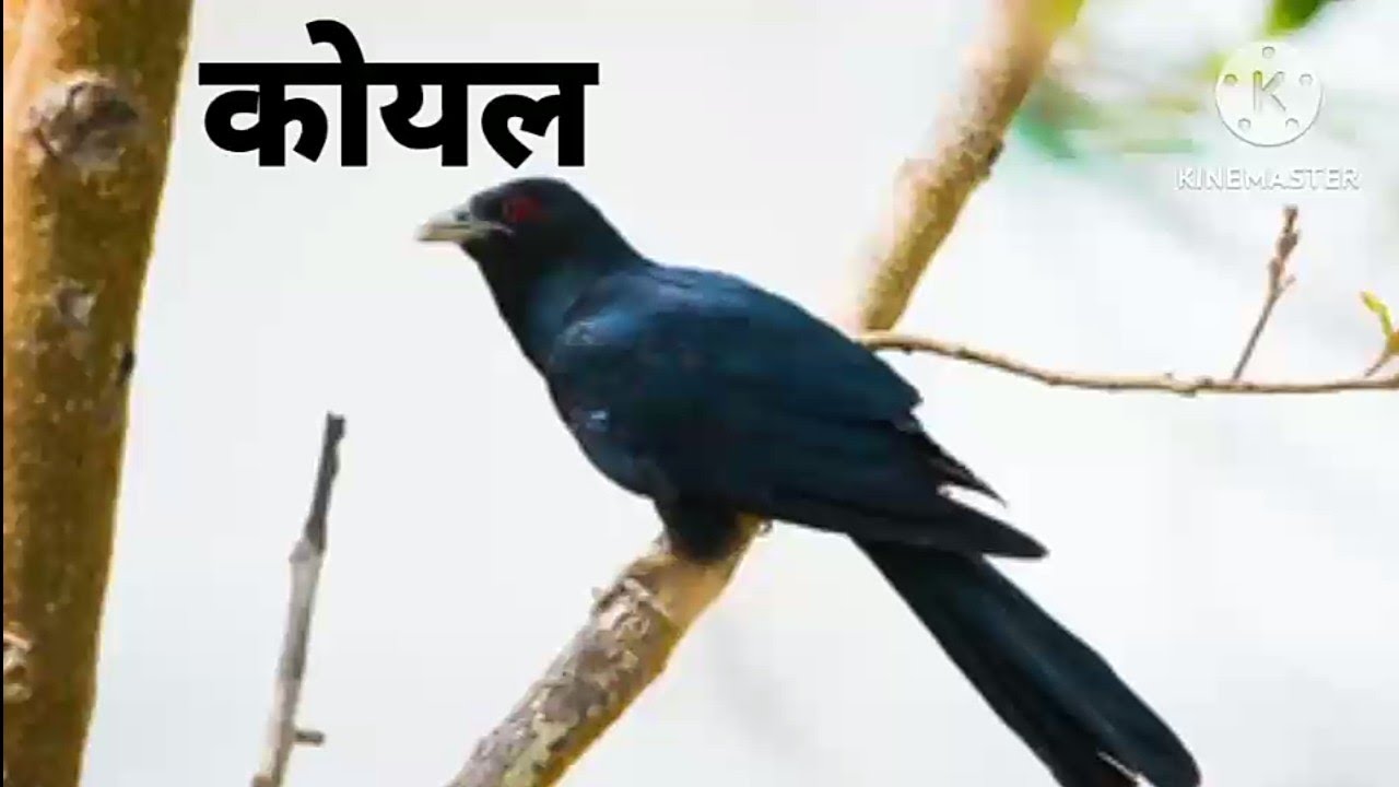 कोयल....बच्चो के लिए एक मीठी सी प्रेरणात्मक कविता। Koyal ...Beautiful ...