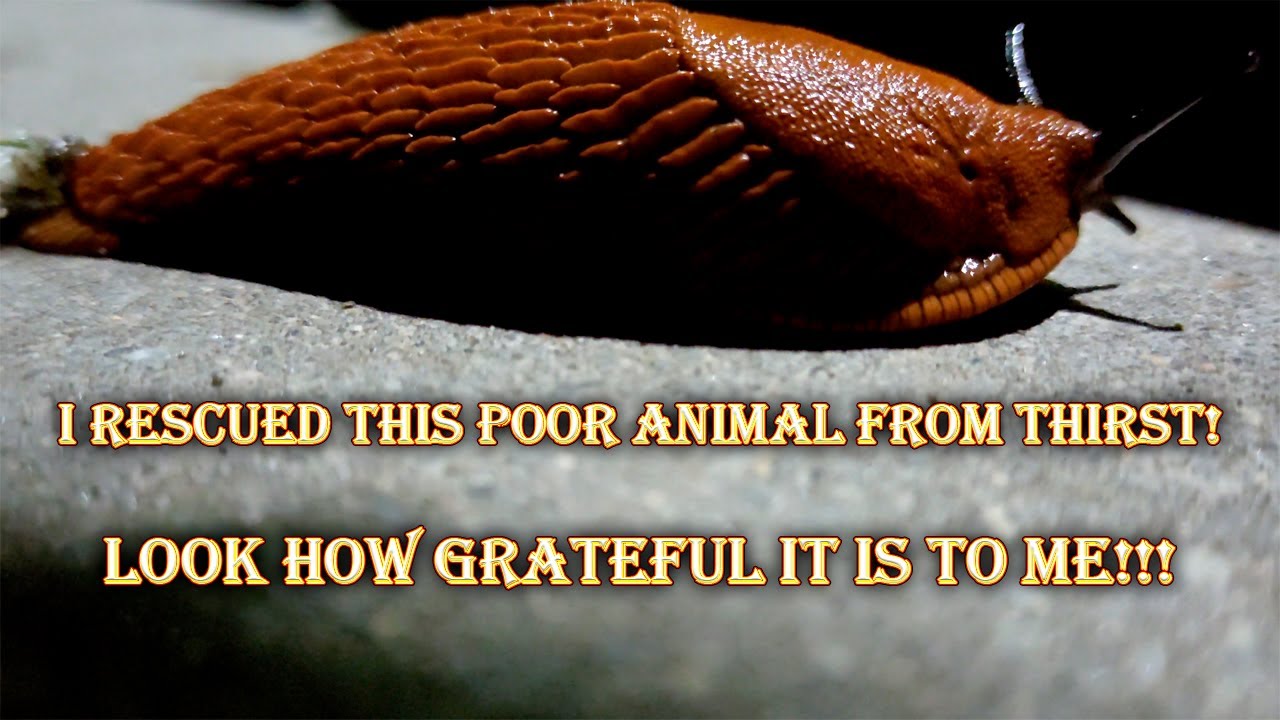 I Rescued this Poor Animal from Thirst! Look how Grateful It is to Me ...