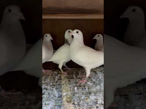 Gelin Güllü Ve Limoni Yavruların Yanına Gidelim #shorts