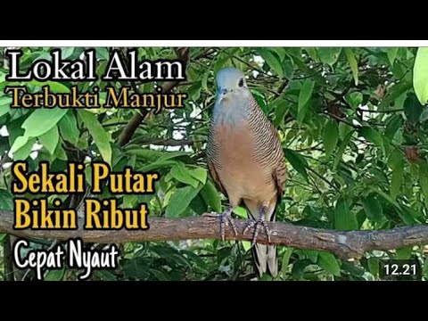 Sekali KUNG MANJUR - Perkutut lokal gacor Terbukti manjur Sekali putar ...