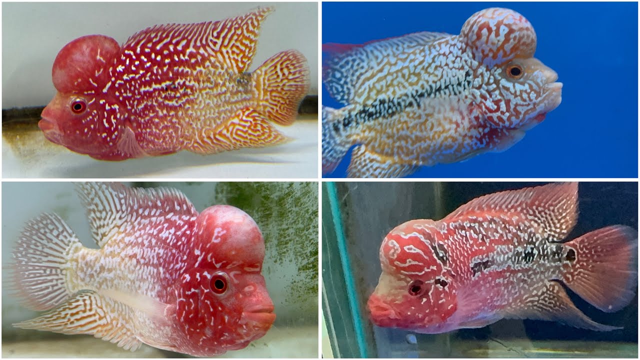 Imported Kamfa Fish Collection at 9.9 India Fish Aquarium Kurla Mumbai ...