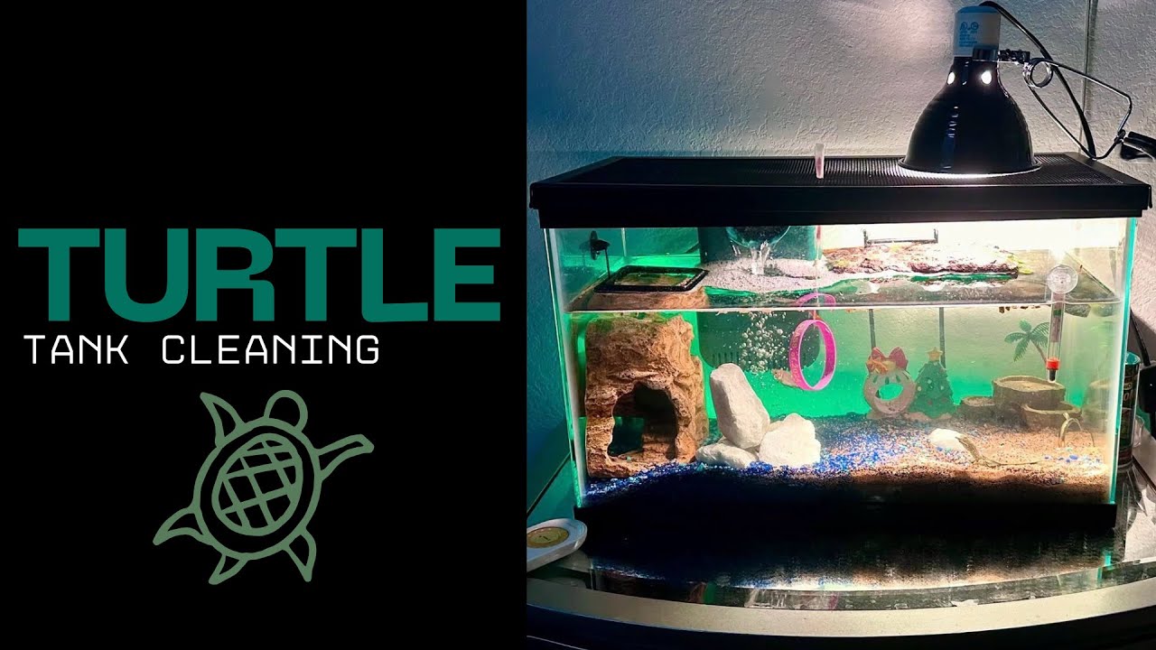 TURTLE TANK CLEANING- My Soft Shell Turtle Tank - YouTube