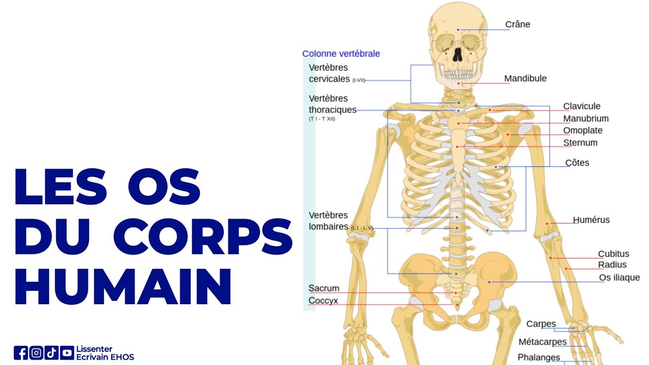 Les os du corps humain (partie 2) Rubrique MA SANTÉ, MA PRIORITÉ - YouTube