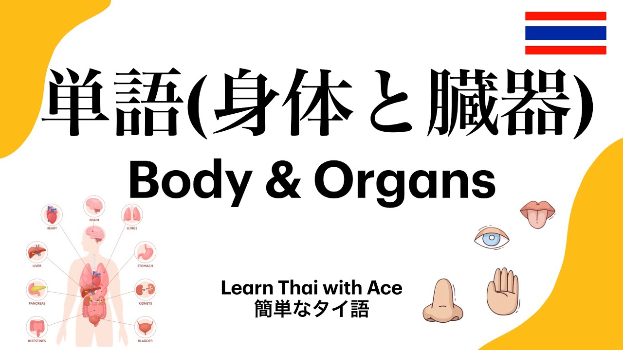 タイ語単語 (身体、臓器) Thai Vocabulary about Body parts & Organs - YouTube