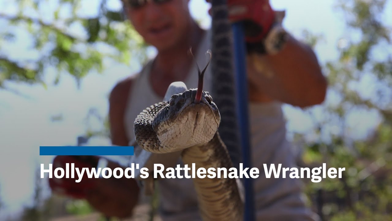Meet Hollywood's rattlesnake wrangler - YouTube