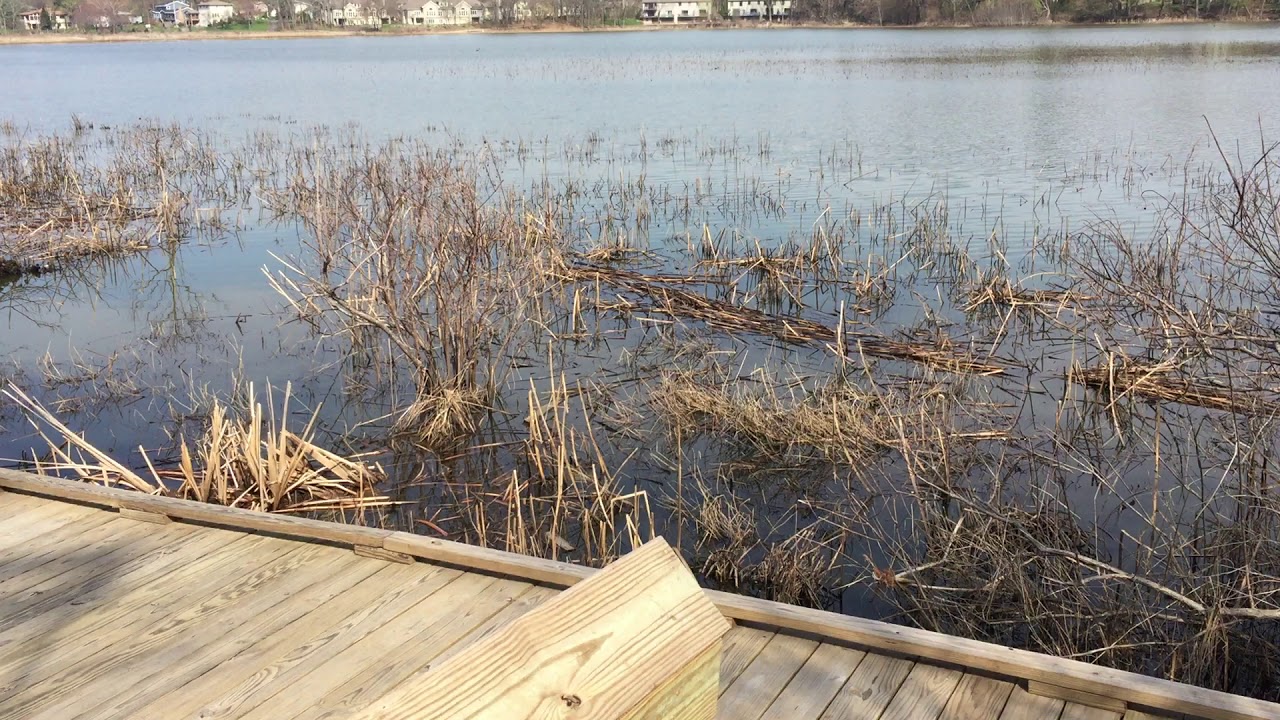 Tiedeman Pond boardwalk, Middleton WI - YouTube