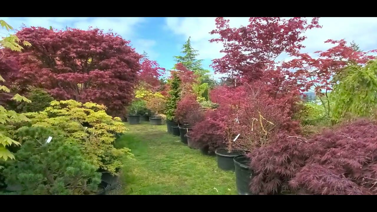 The Best Japanese maples & Dwarf conifers in Seattle - Amazing Maples ...