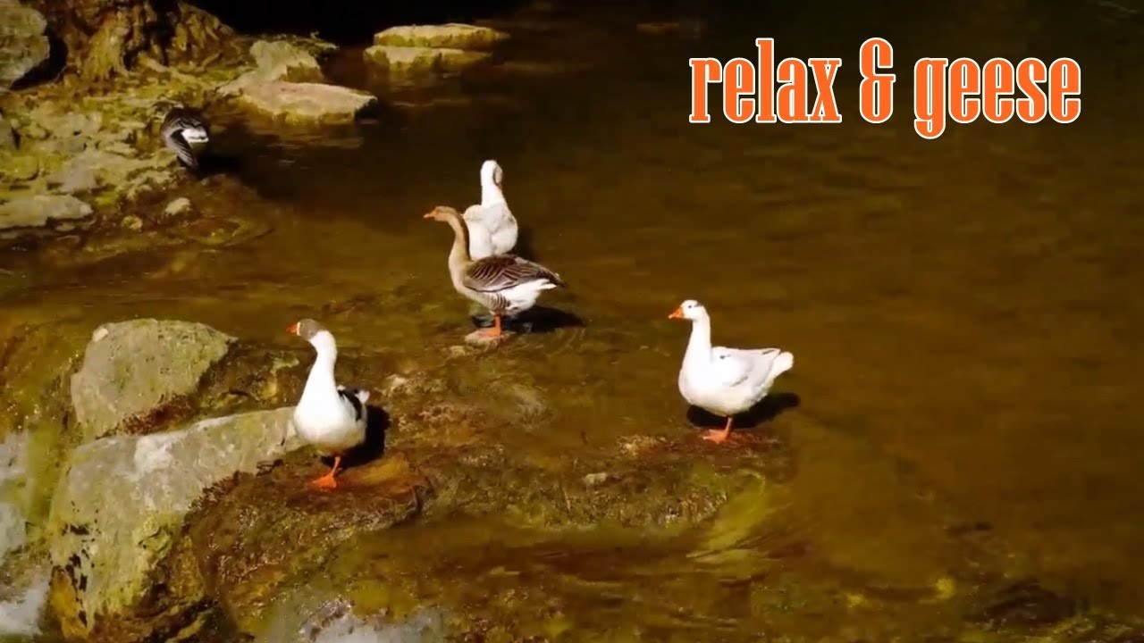 Geese and relax music - to relieve stress, restore a good mood, rest - YouTube