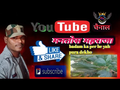 badam ka podha kaise lagayebadam ka podhabadam ka podha kaise ...