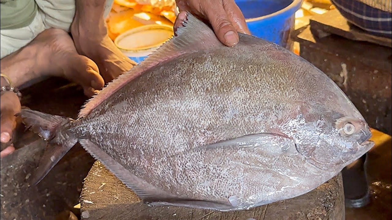 Amazing Black Pomfret Fish Cutting Skills Live || Amazing Big Fish ...