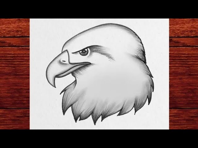 Easy Eagle Drawings Watch Tim Draw Eagle!
