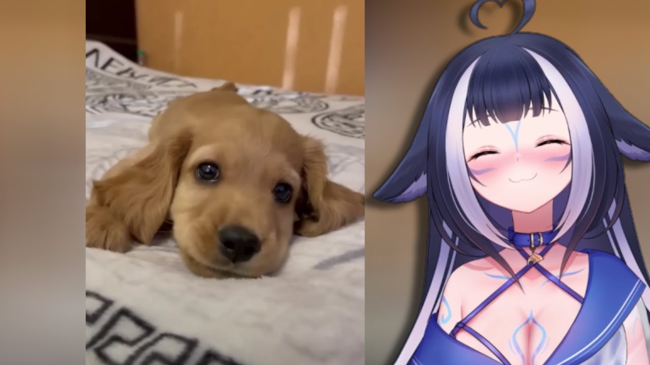 Shylily Reacts to MemerMan | Meme Compilation - YouTube