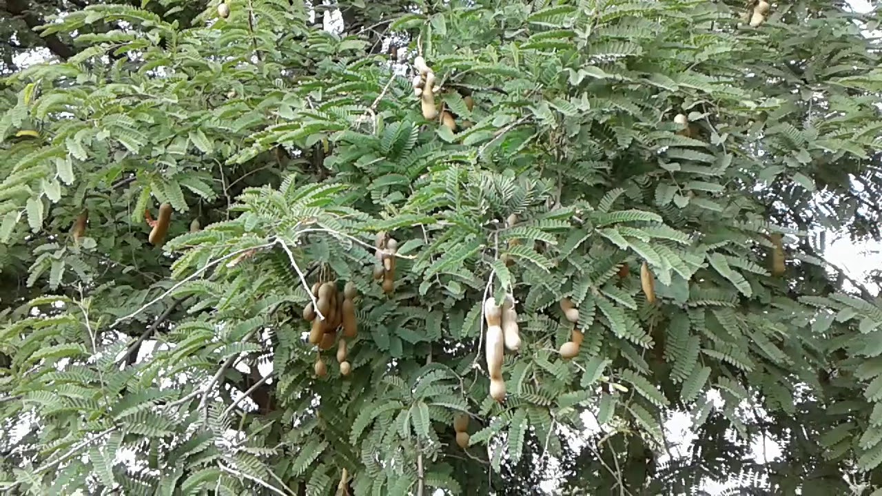 Puliyamaram in tamil (tamarind in English ) - YouTube